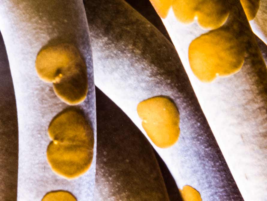 Nudibranch, flatworm or something else? id please! | REEF2REEF ...